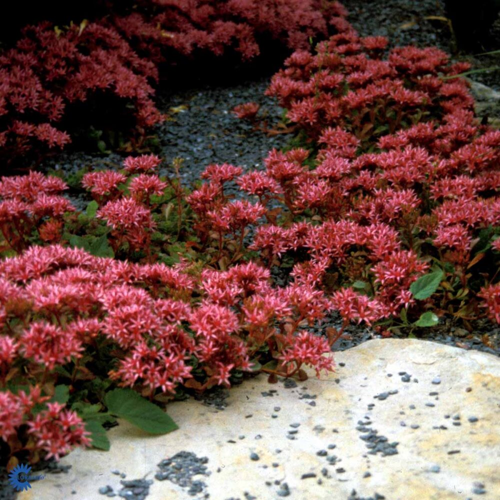 Rød stenurt - SEDUM spurium 'Summer Glory' - Gartnerhallen A/S