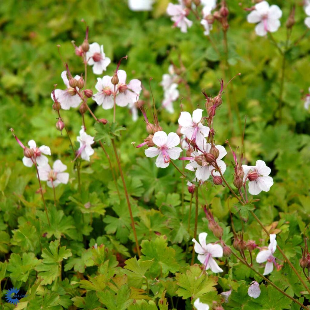 Storkenæb - GERANIUM cantabrigiense 'Bioko - Gartnerhallen A/S