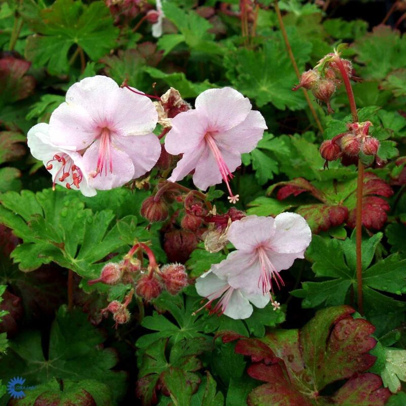 Storkenæb - GERANIUM cantabrigiense 'Bioko - Gartnerhallen A/S