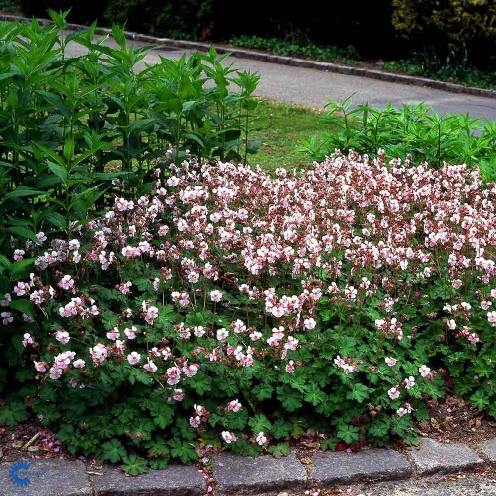 Storkenæb - GERANIUM cantabrigiense 'Bioko - Gartnerhallen A/S