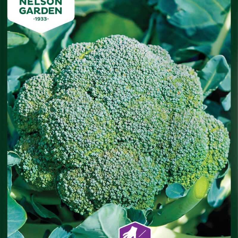 Bønne, Edamame-, Summer Shell - Nelson garden - Gartnerhallen A/S