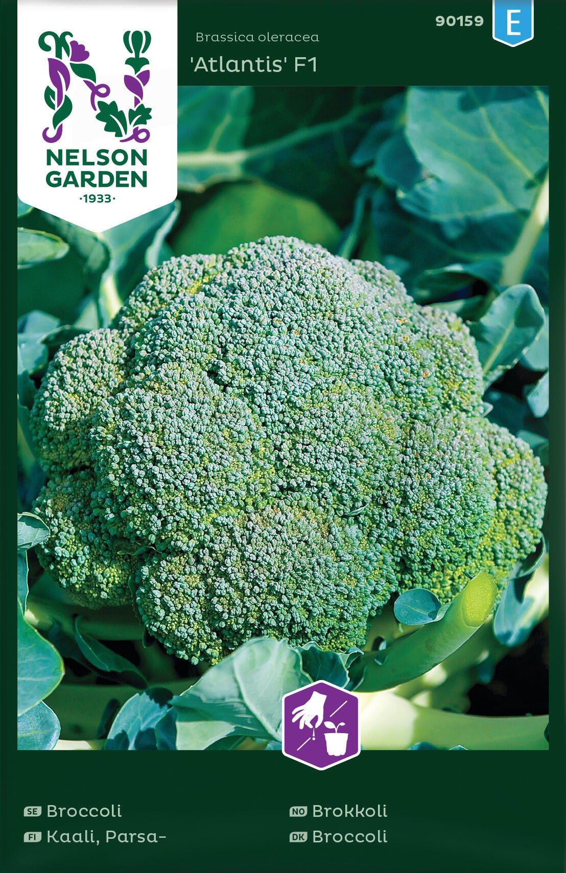 Broccoli 'Atlantis' F1 - Nelson garden - Gartnerhallen A/S