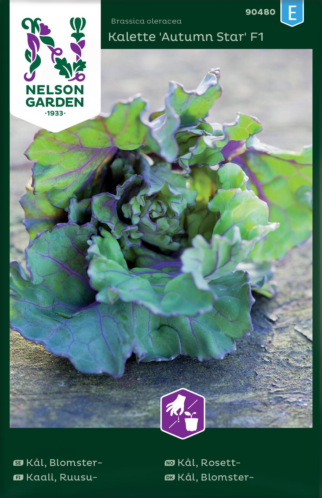 Kål, Blomsterkål, Kalette, Autumn Star - Nelson garden - Gartnerhallen A/S
