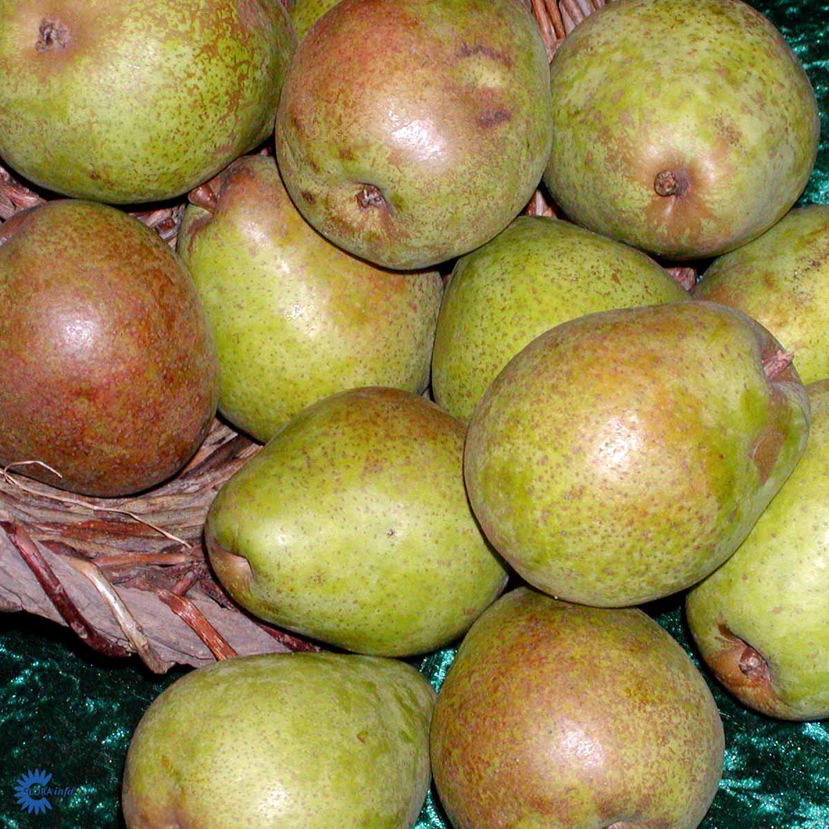 Pære 'Alexander Lukas' - Gartnerhallen A/S