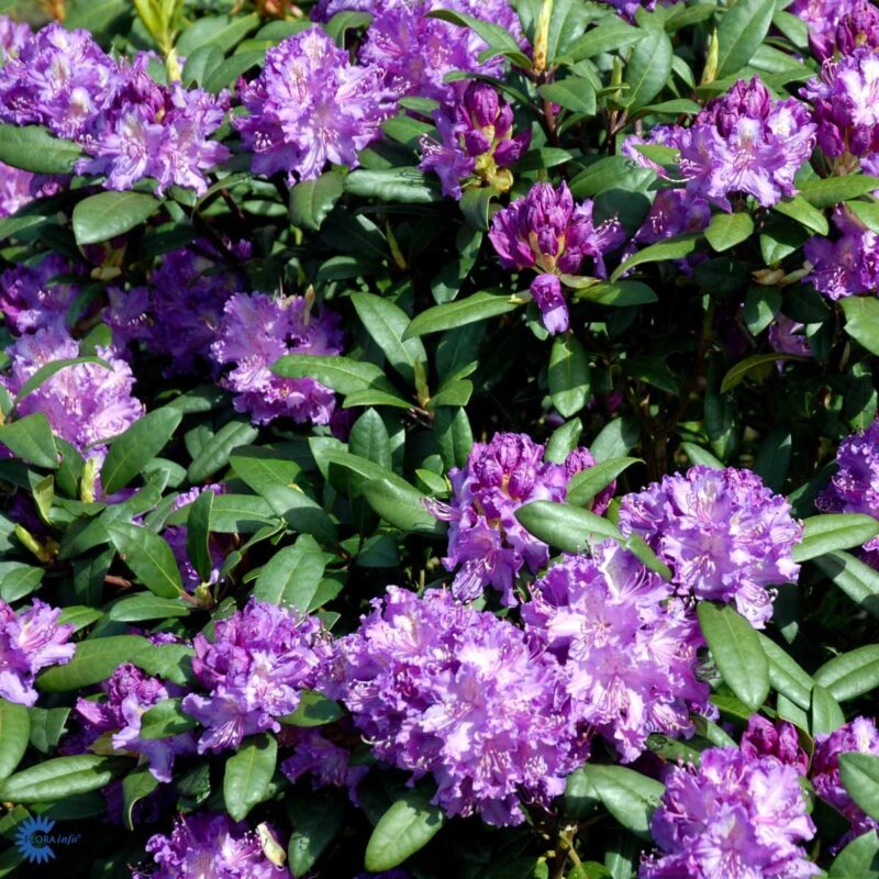 Rhododendron ’Alfred’ - Gartnerhallen A/S