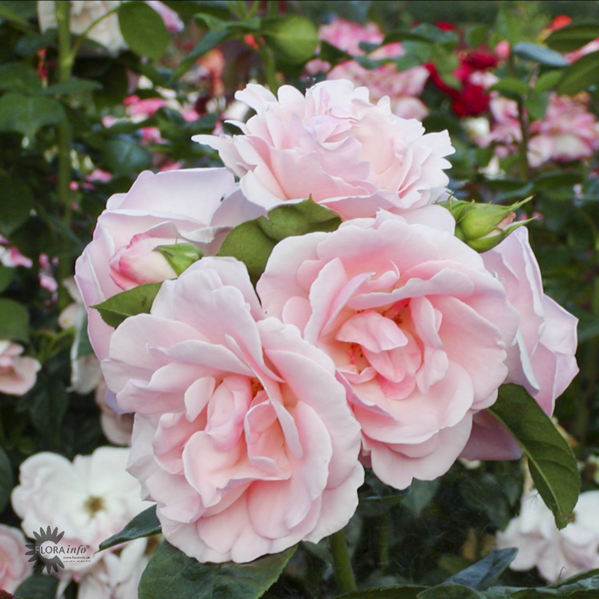 Aphrodite - Gartnerhallen A/S