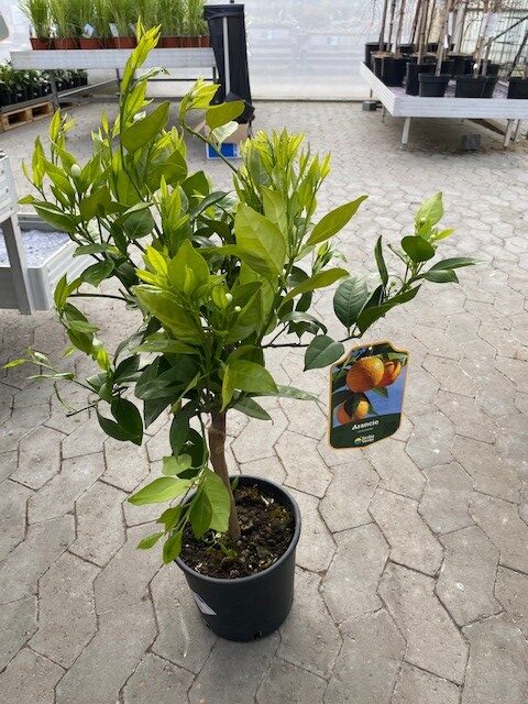 Appelsintræ - Citrus arancio - Gartnerhallen A/S