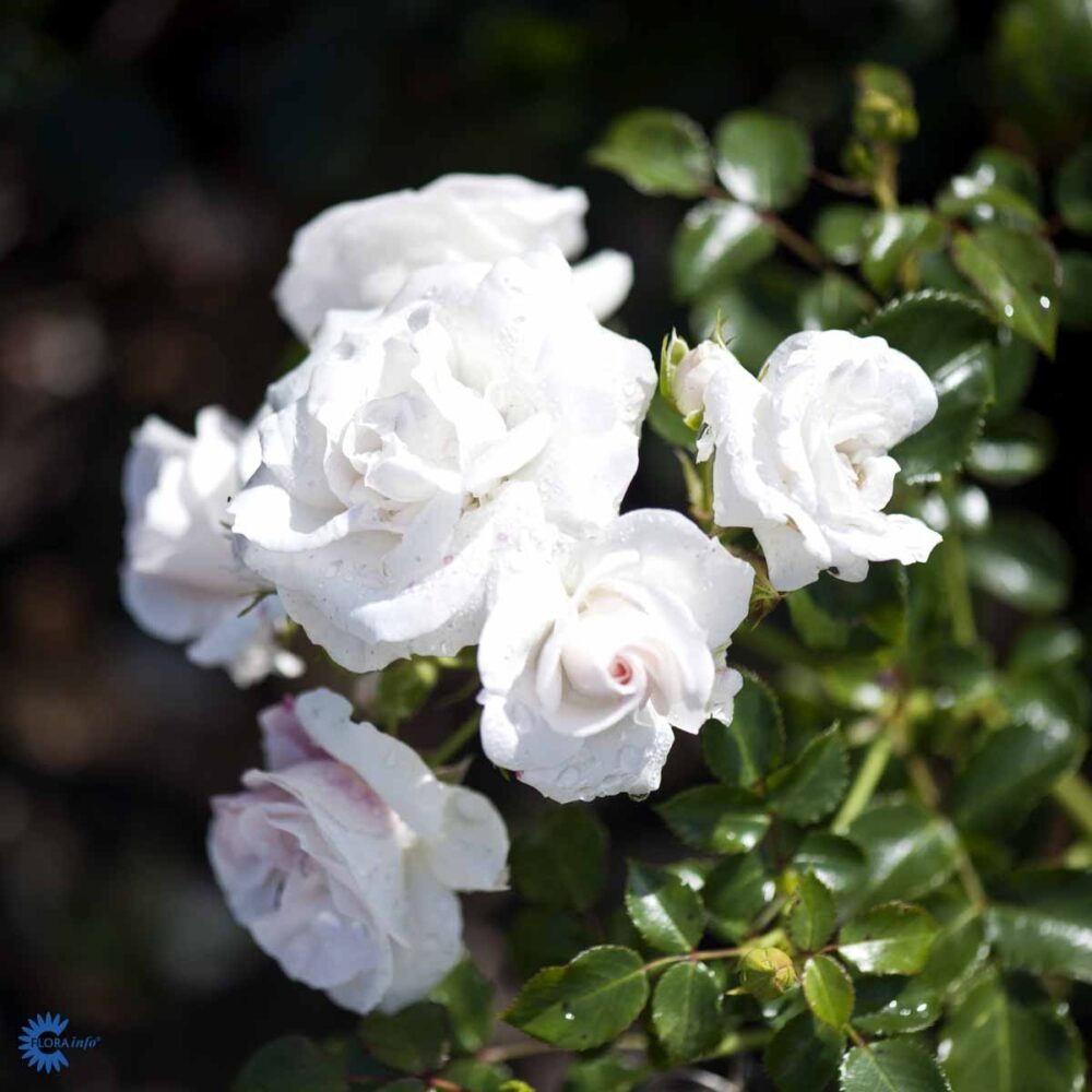 Aspirin Rose - Gartnerhallen A/S