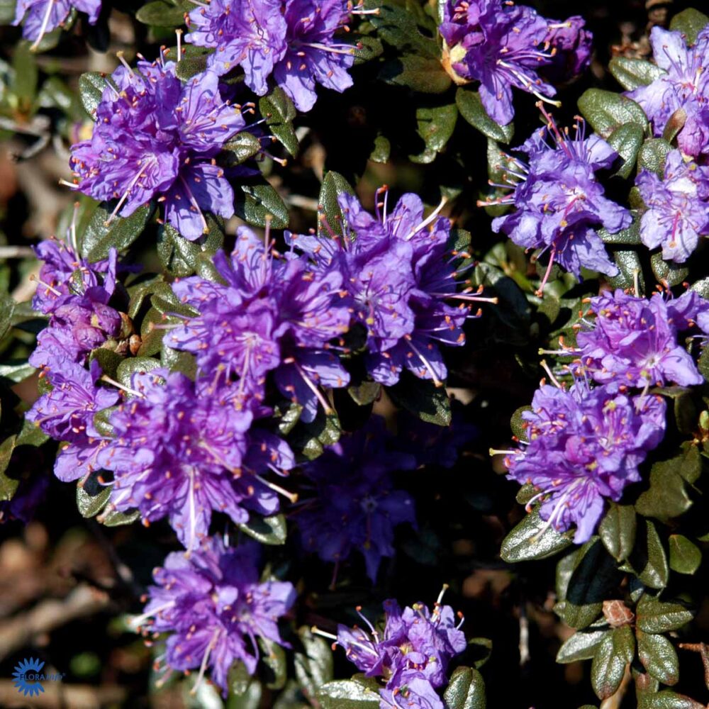 Rhododendron 'Bloombux' Magenta - Gartnerhallen A/S