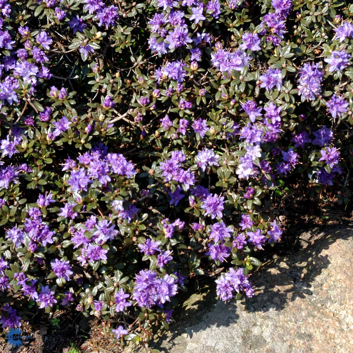 Rhododendron 'Azurika' - Gartnerhallen A/S