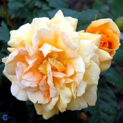 Bernstein Rose - Gartnerhallen A/S