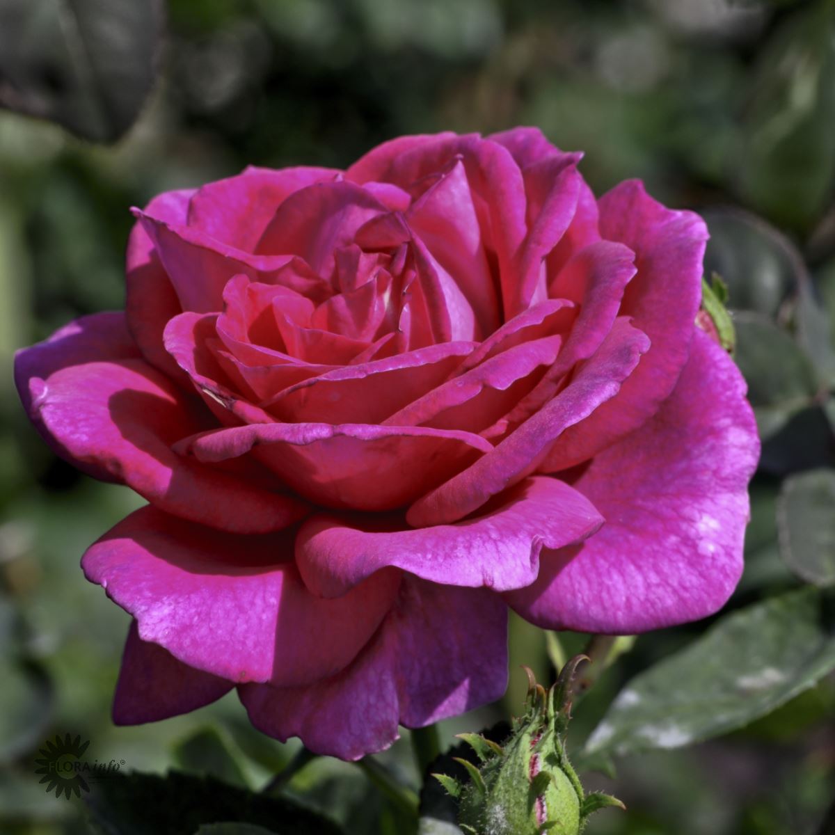 Big Purple - Gartnerhallen A/S