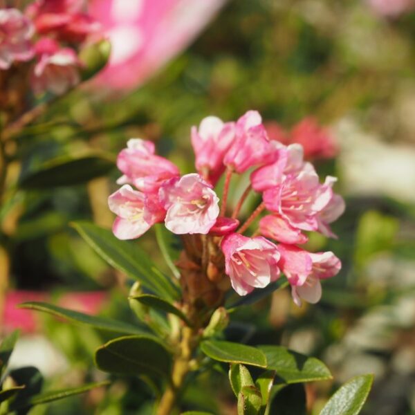 Rhododendron 'Bloombux' Magenta - Gartnerhallen A/S
