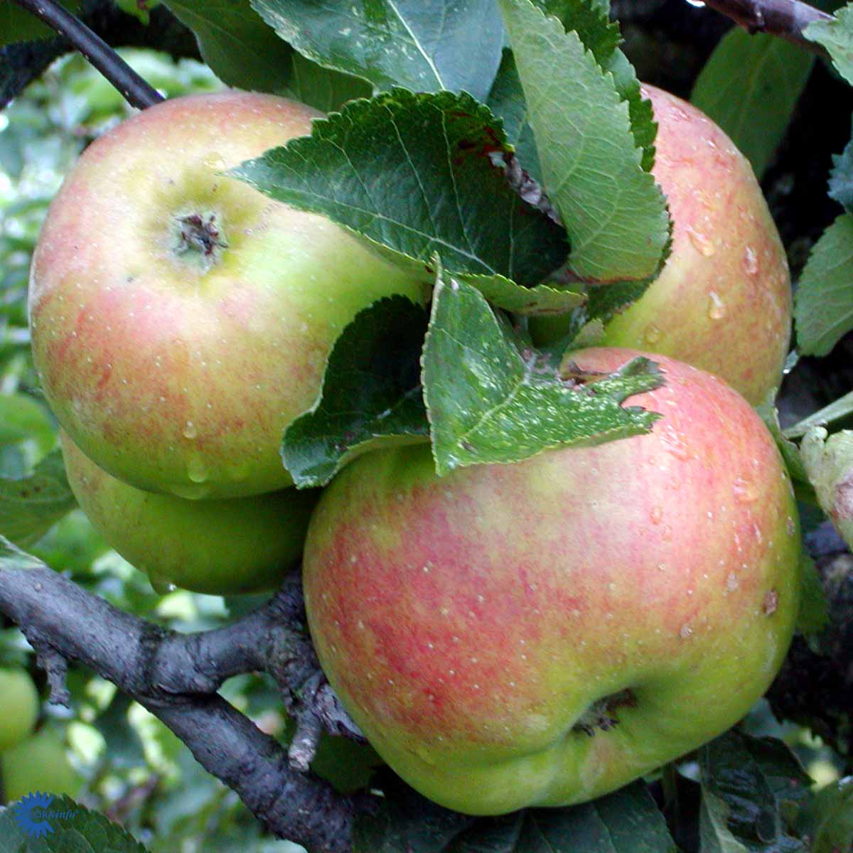 Æble 'Bramley' - Gartnerhallen A/S