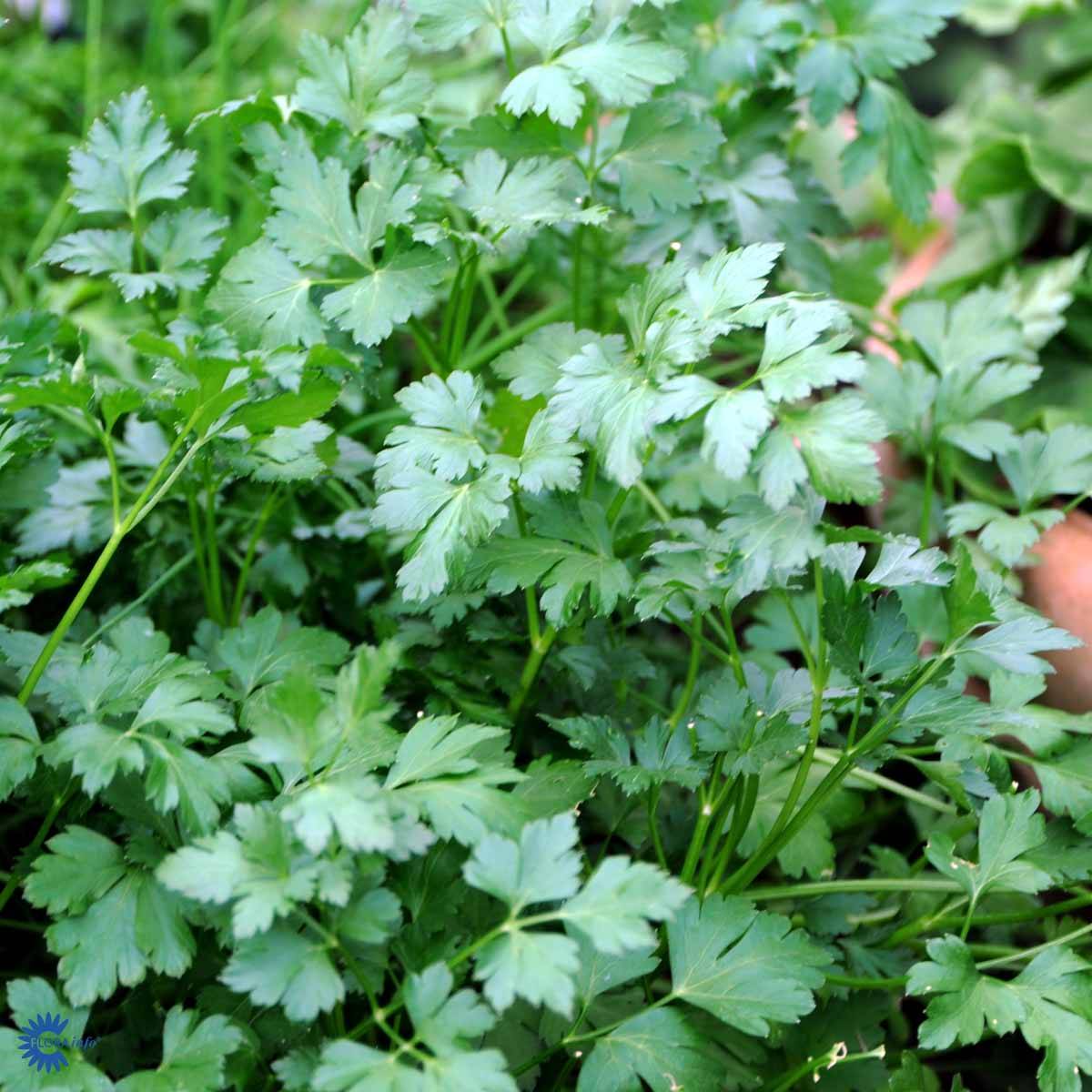 Persille, Bredbladet Persille - Gartnerhallen A/S