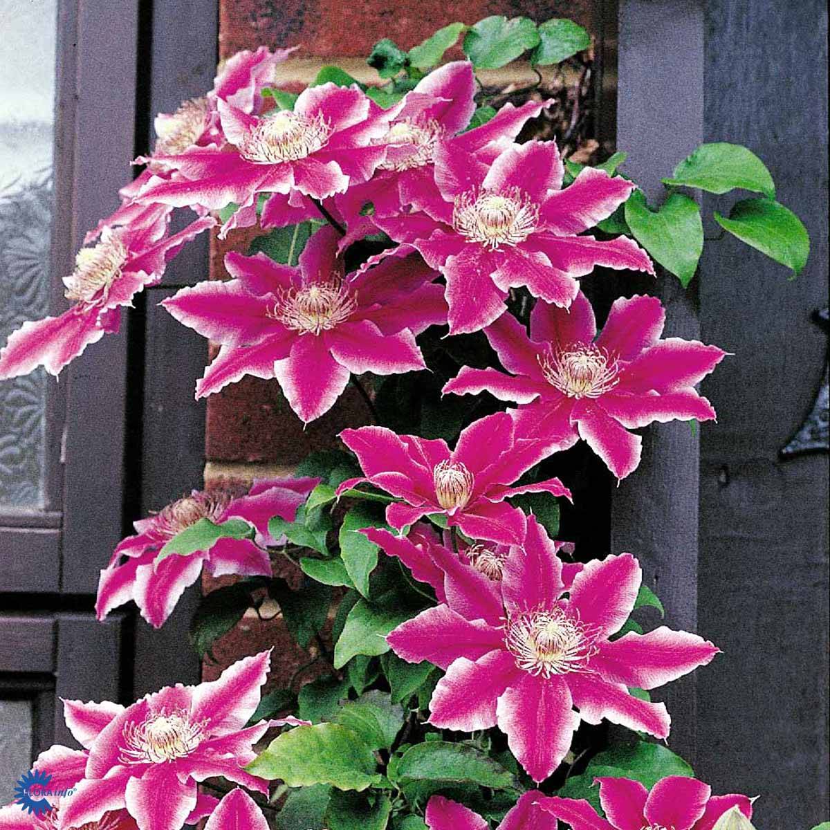 Klematis 'Dr. Ruppel' - Storblomstrende - Gartnerhallen A/S