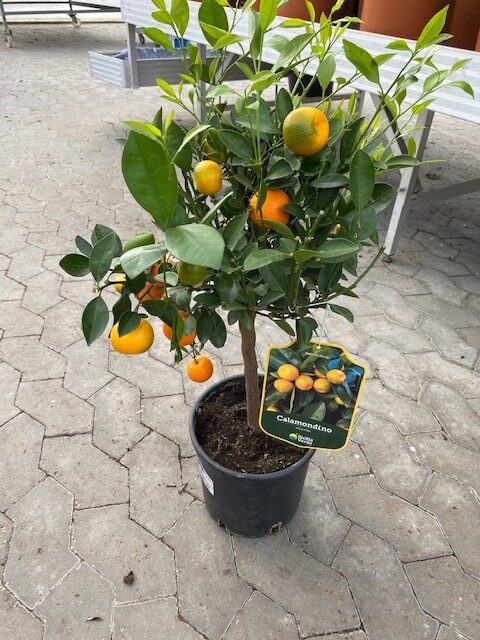 Calamondino - Citrus mitis - Gartnerhallen A/S
