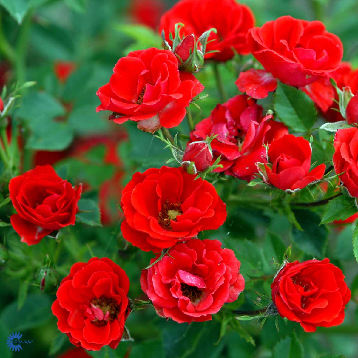 Charming Cover - Gartnerhallen A/S