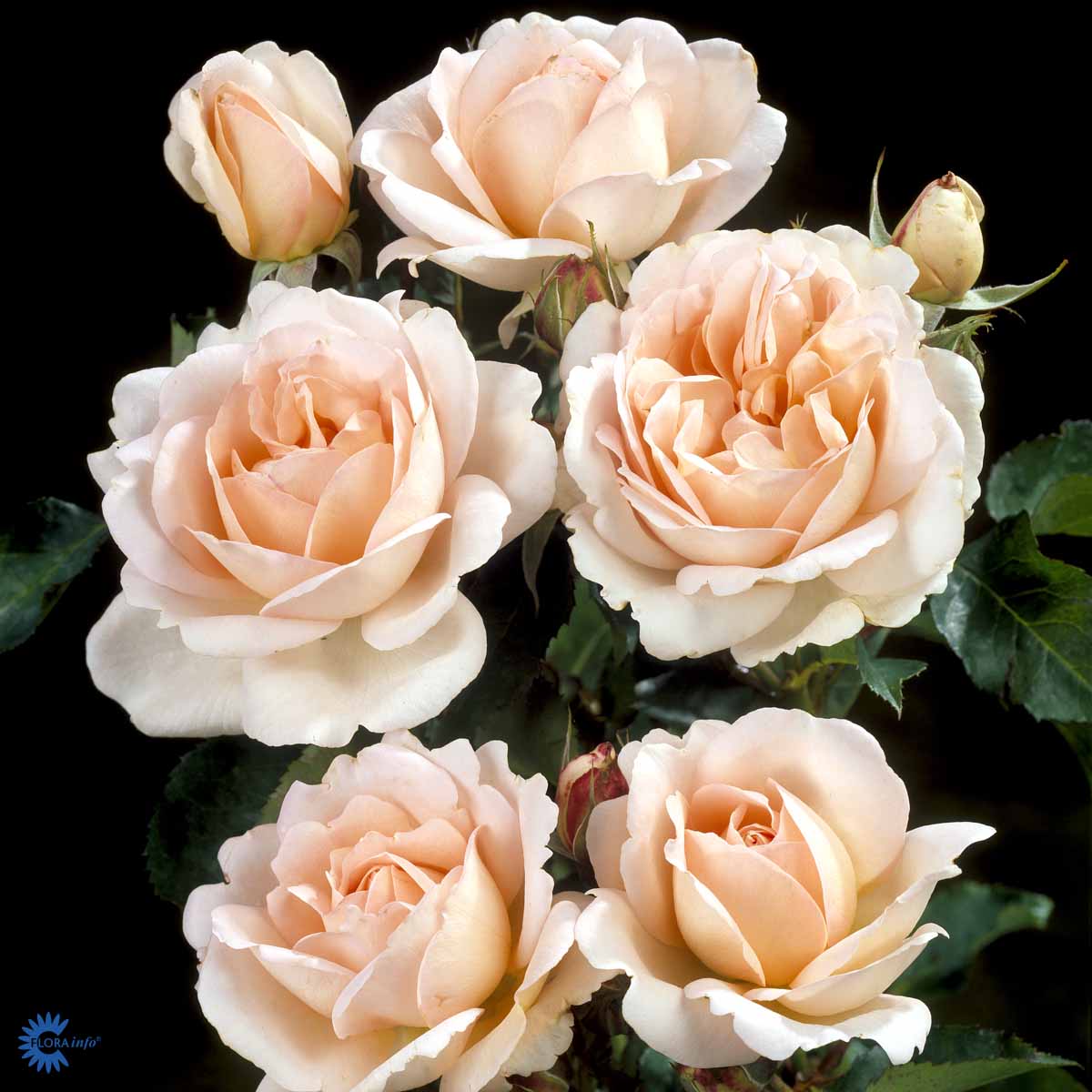 Clair Renaissance - Gartnerhallen A/S