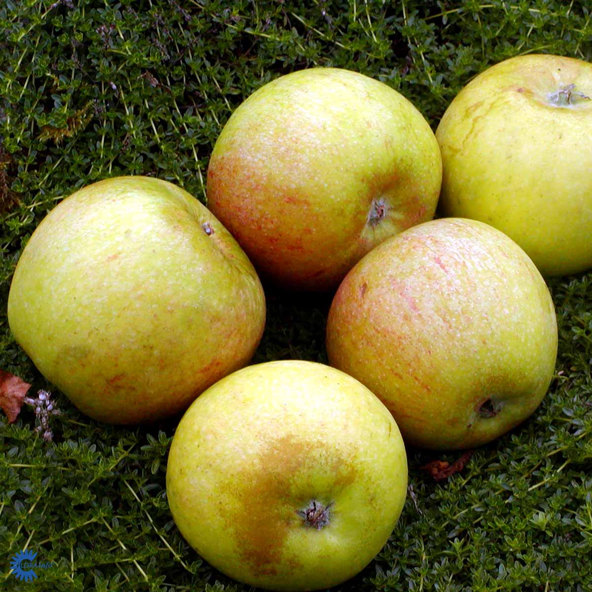 Æble 'Cox Orange' - Gartnerhallen A/S