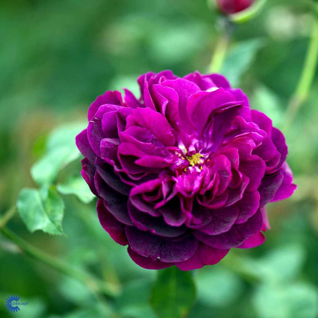 Darcey Bussell - Gartnerhallen A/S