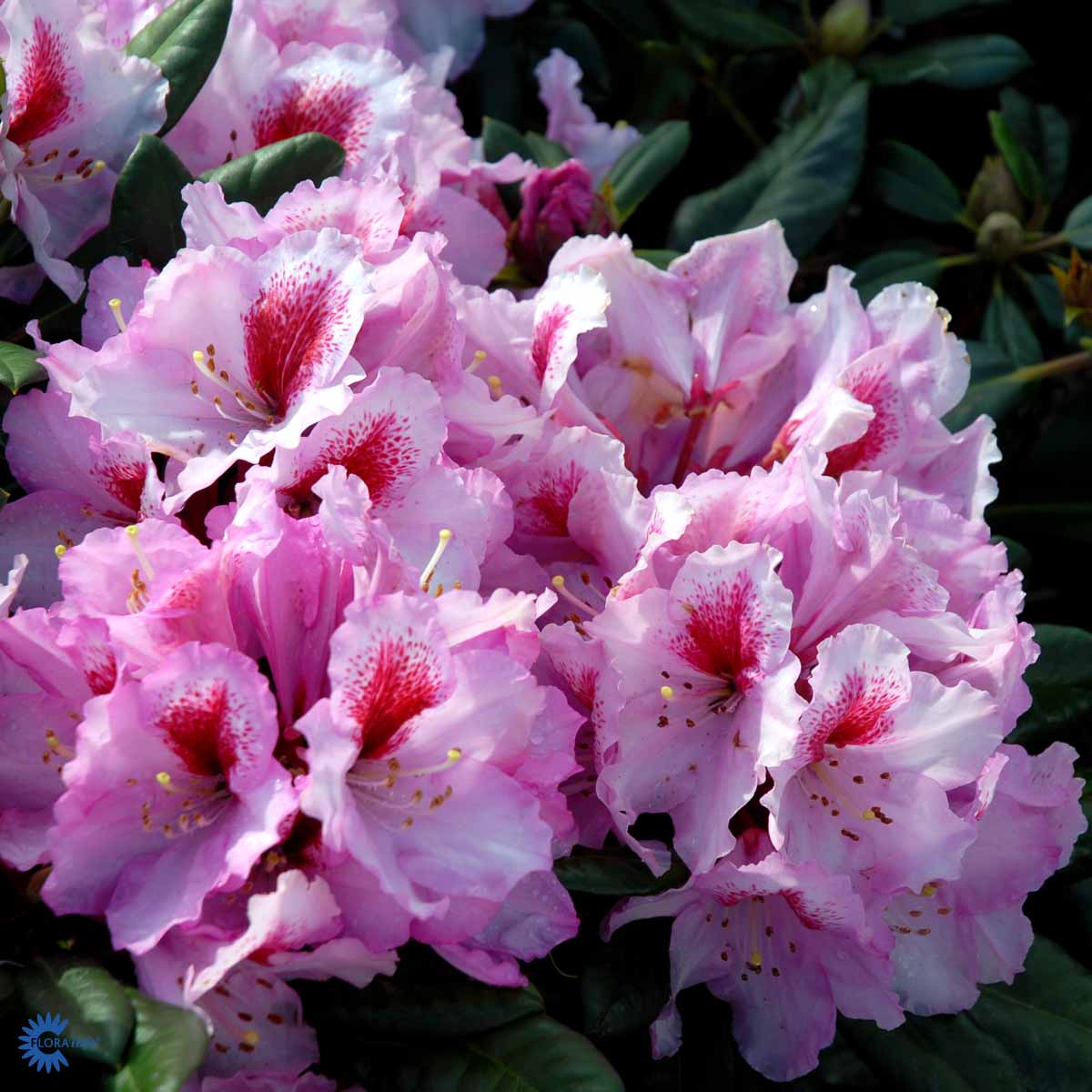 Rhododendron ’Diadem’ - Gartnerhallen A/S