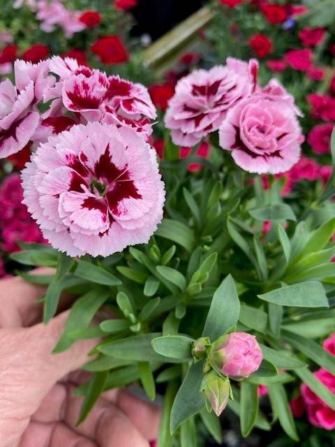 Nellike 'Oscar' - Gartnerhallen A/S