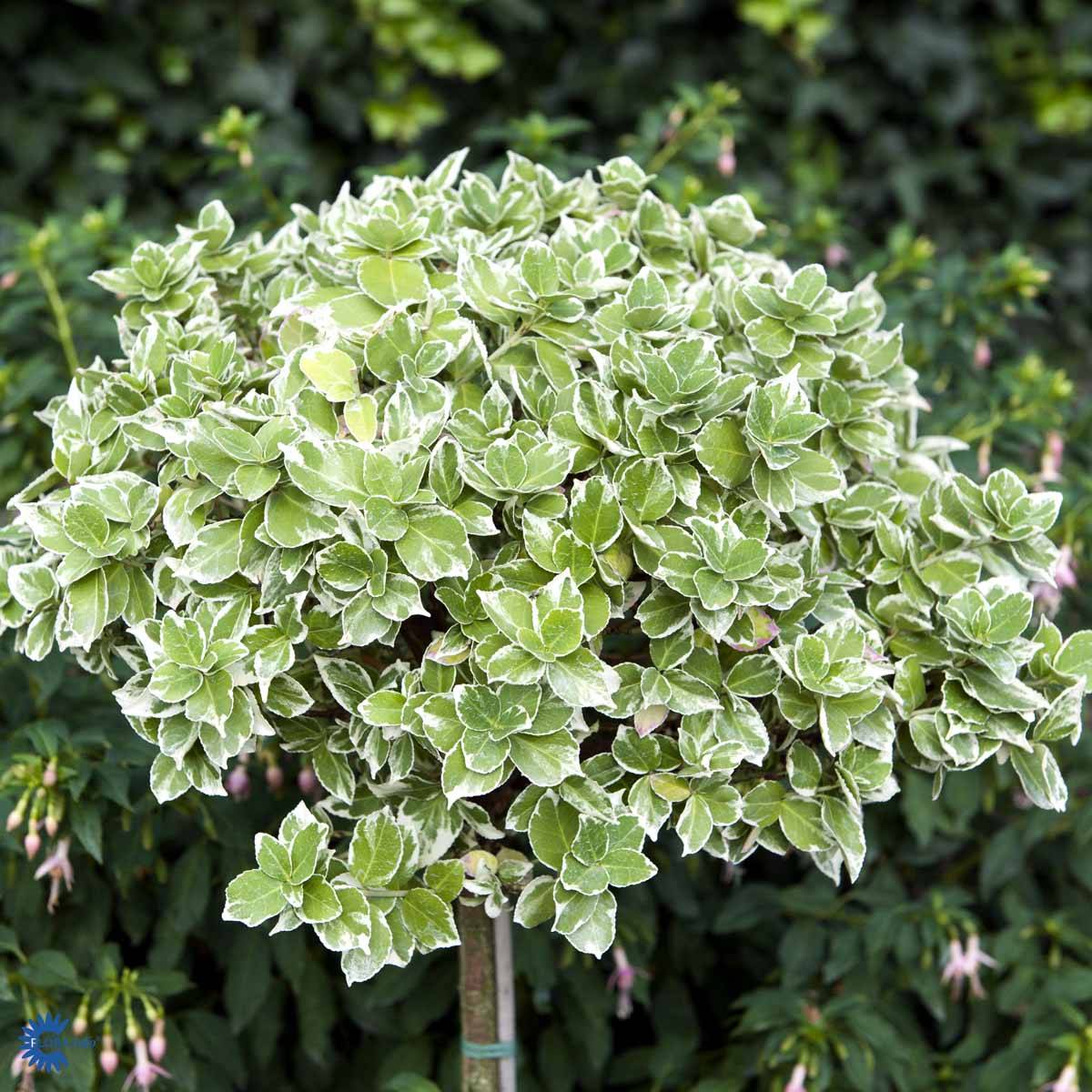 Benved på stamme, 50 cm - Euonymus Fortunei 'Emerald Gaiety ...