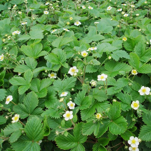 Skovjordbær - Fragaria vesca 'Rügen' - Gartnerhallen A/S
