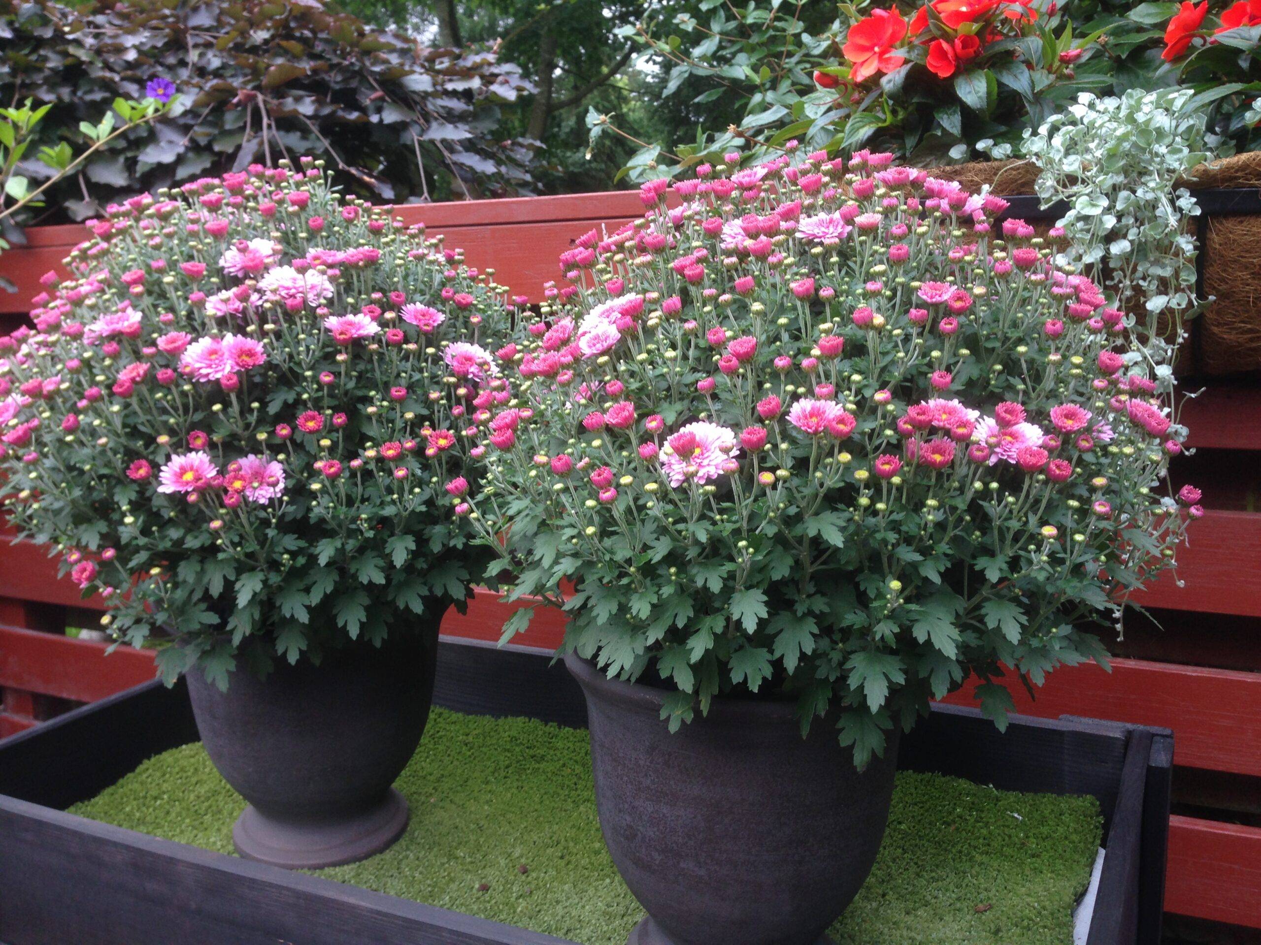 Krysantemum - Friland 17 cm - Gartnerhallen A/S