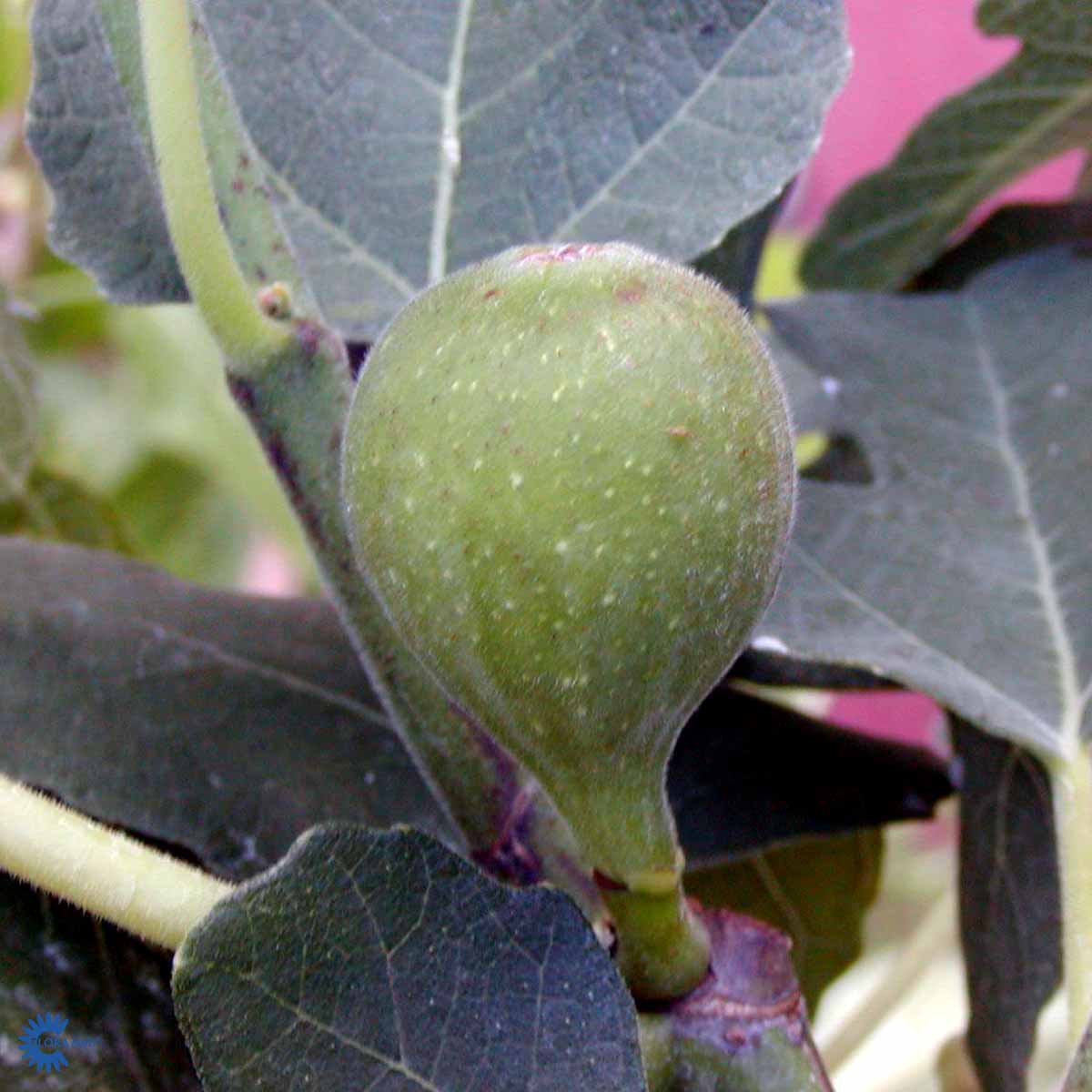 Ægte Bornholmsk Figen 'Smyrna' - Gartnerhallen A/S