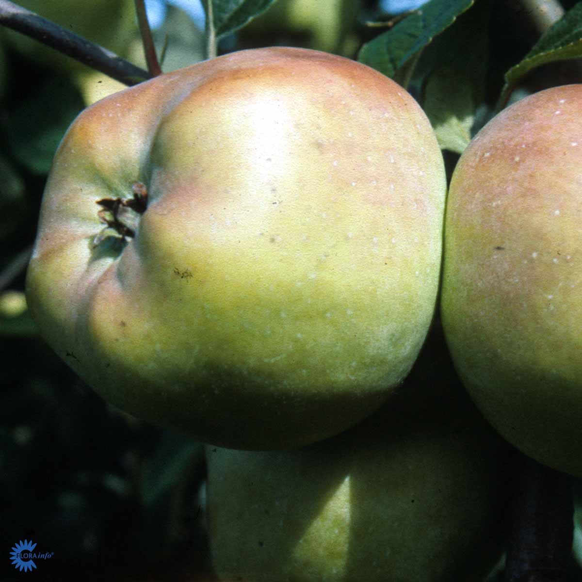 Æble 'Filippa' - Gartnerhallen A/S