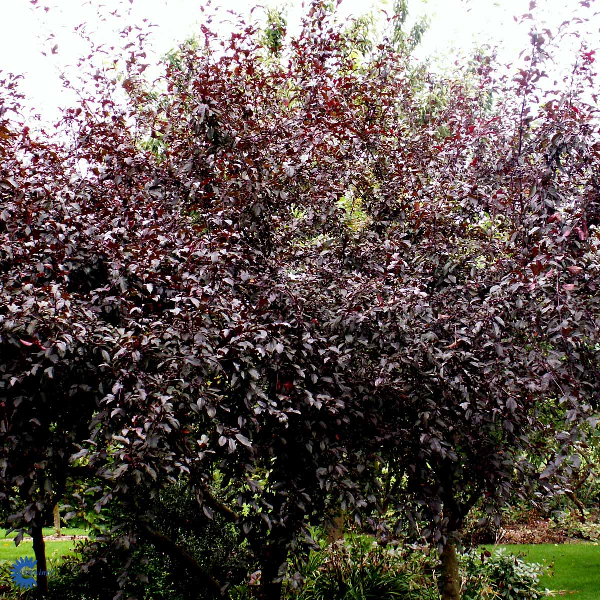 Paradisæble Malus 'Freja' - Gartnerhallen A/S