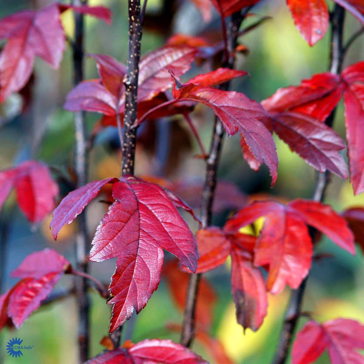 Paradisæble Malus 'Freja' - Gartnerhallen A/S
