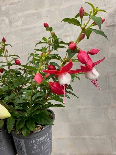 Fuchsia - Gartnerhallen A/S