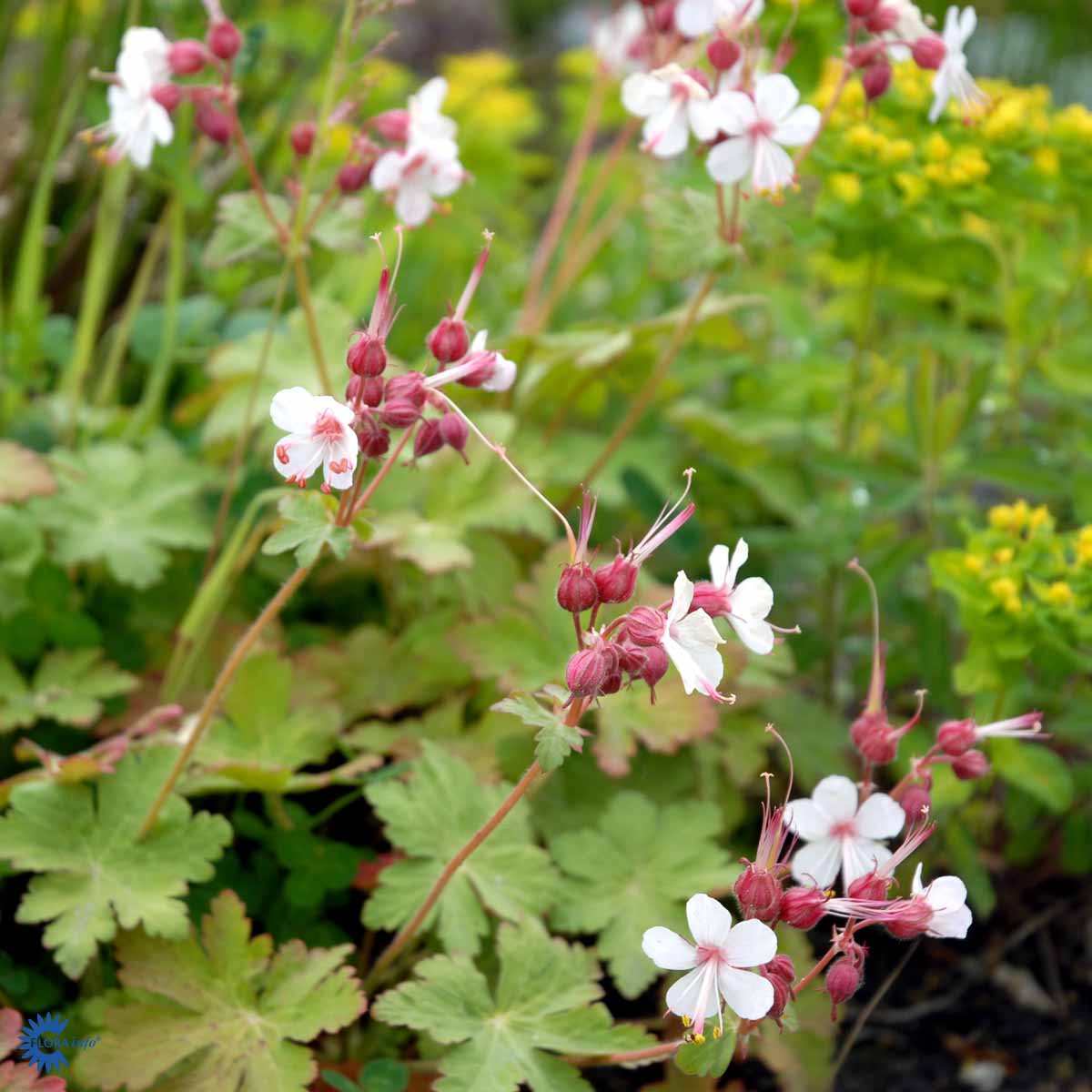 Storkenæb - GERANIUM macror. 'Spessart' - Gartnerhallen A/S