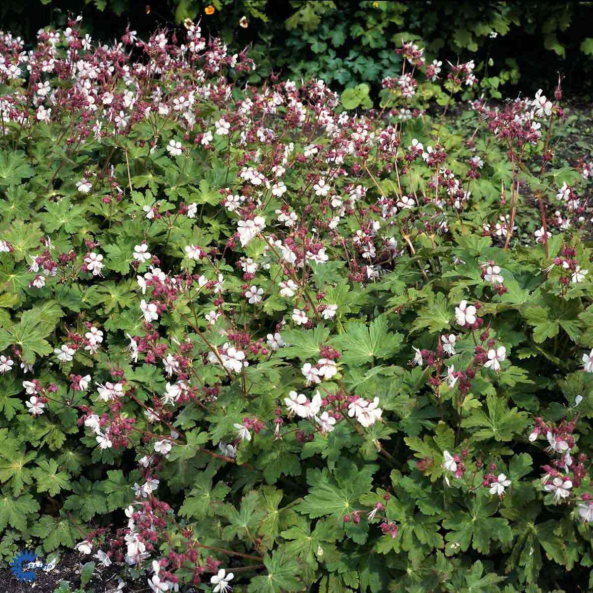 Storkenæb - GERANIUM macror. 'Spessart' - Gartnerhallen A/S