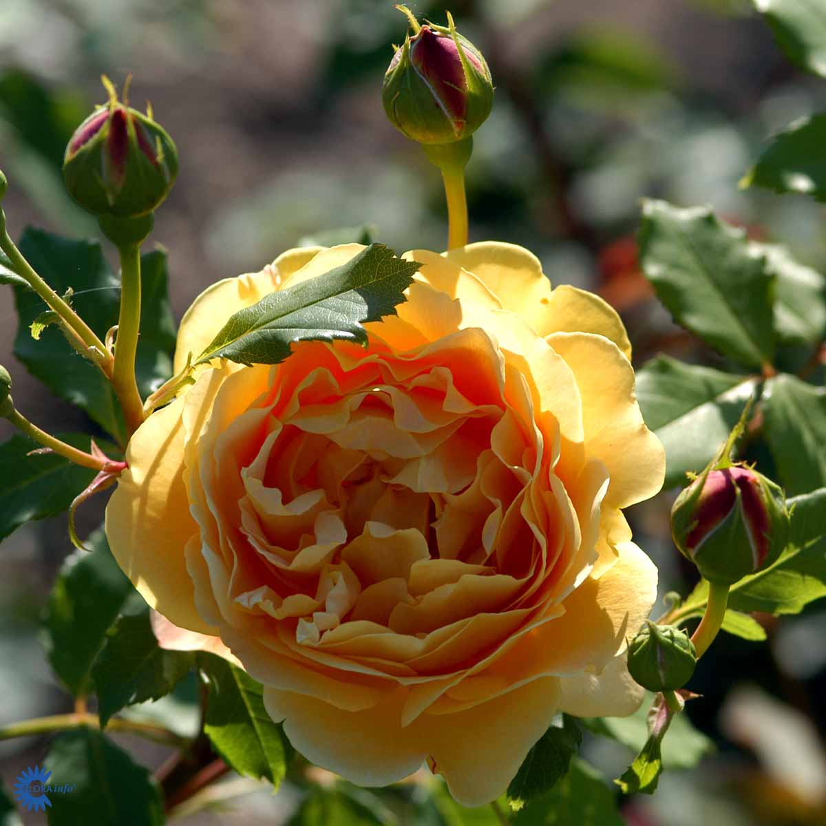 Golden Celebration - Gartnerhallen A/S