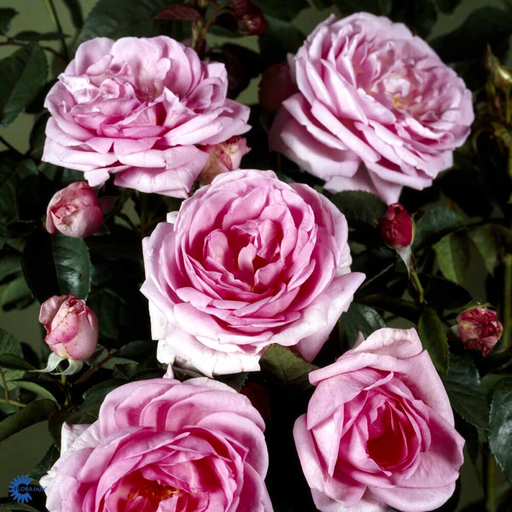 Ghita Renaissance - Gartnerhallen A/S