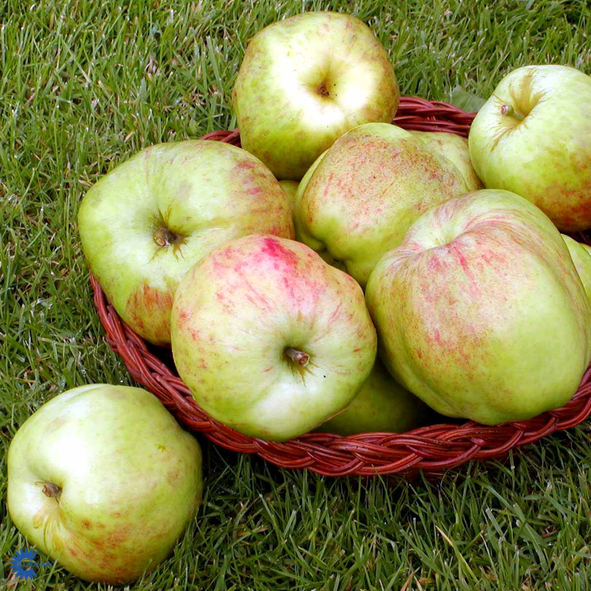 Æble 'Gul Gråsten' - Gartnerhallen A/S
