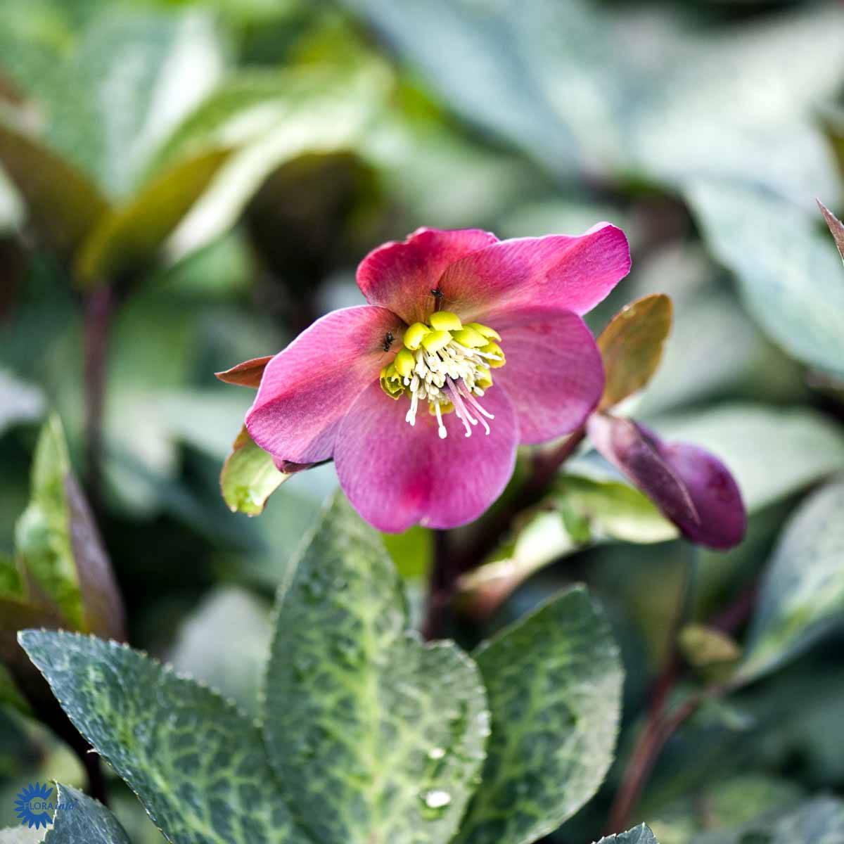 Julerose (Frostkysset) - Helleborus 'Frostkiss Anna’s Red ...