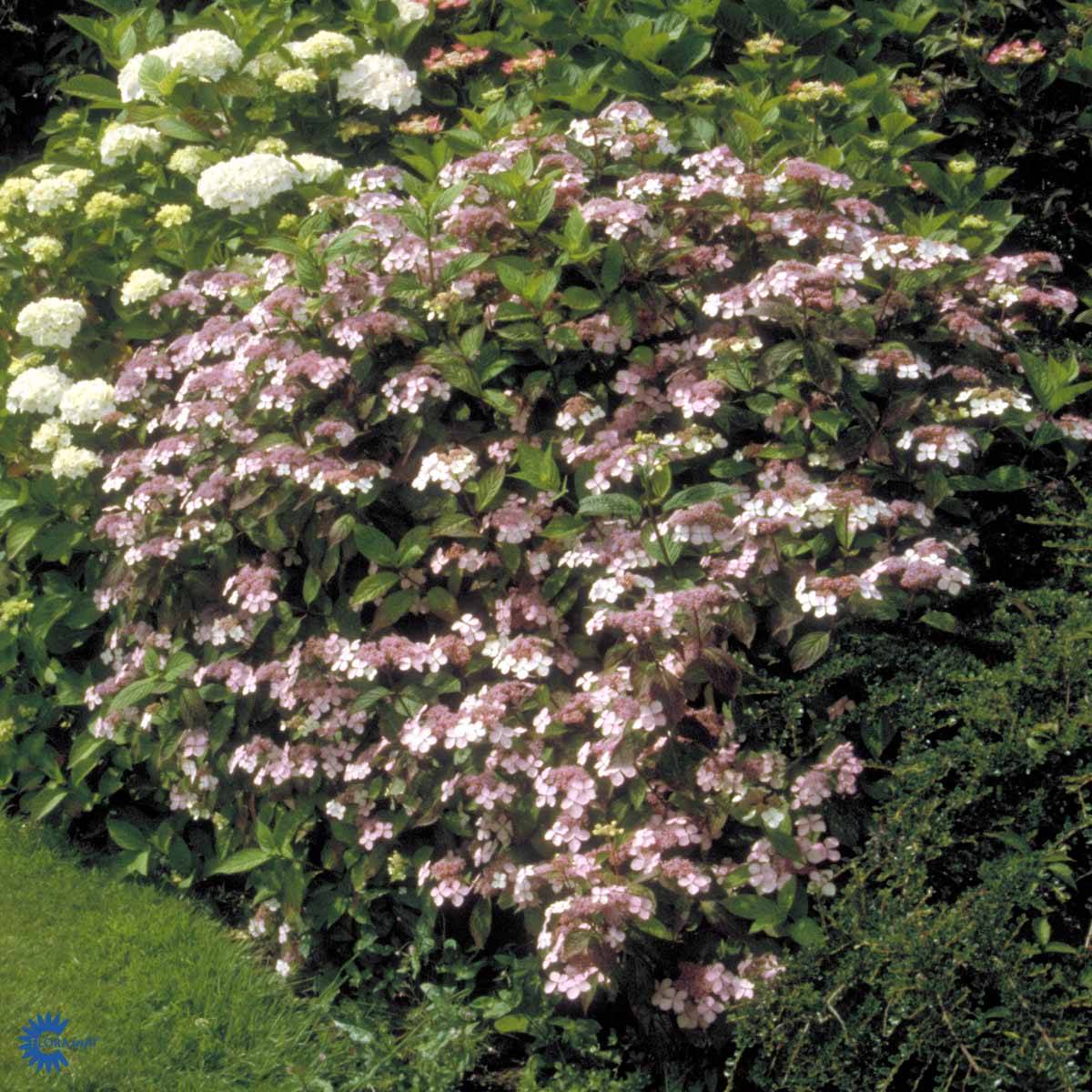 Havehortensia 'Bluebird' - Gartnerhallen A/S