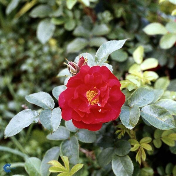 Rosa Rugosa 'Hansaland' - Gartnerhallen A/S