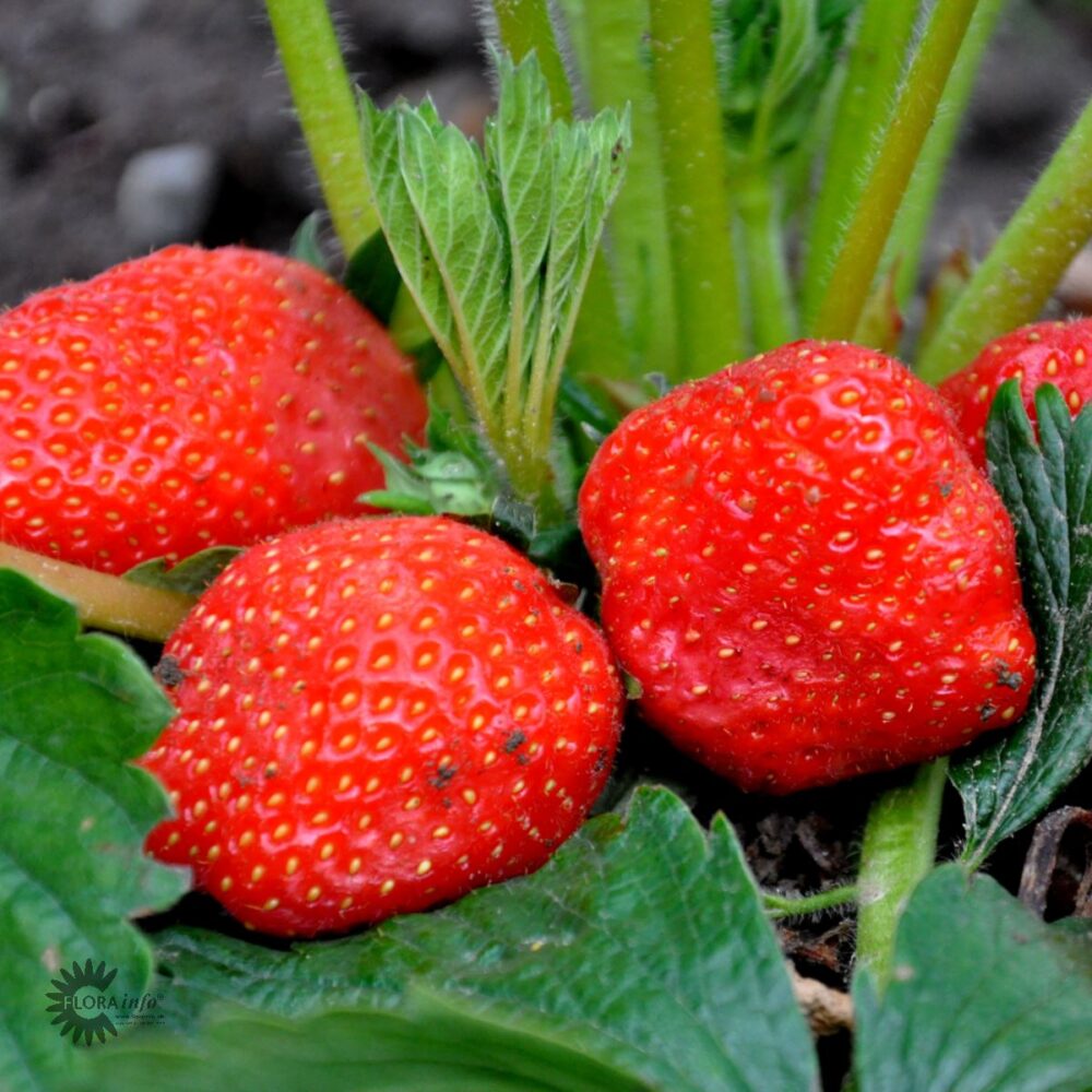 Jordbærplanter - Gartnerhallen A/S