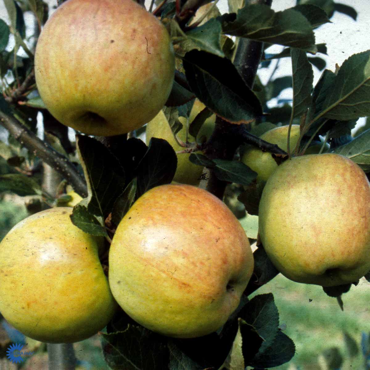 Æble 'James Grieve' - Gartnerhallen A/S