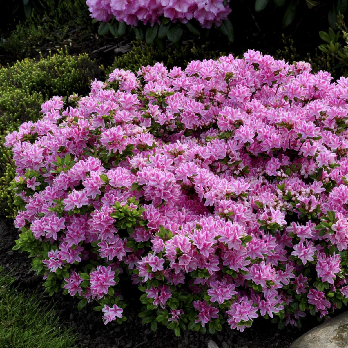 Rhododendron 'Kermesina' (Japansk azalea) - Gartnerhallen A/S