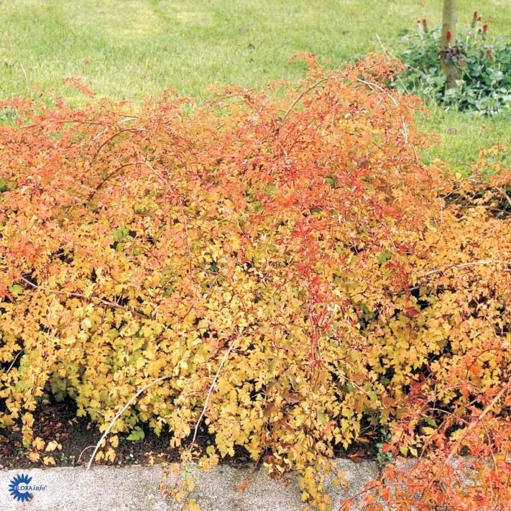 Kranstop - Stephanandra Incisa 'Crispa' - Gartnerhallen A/S