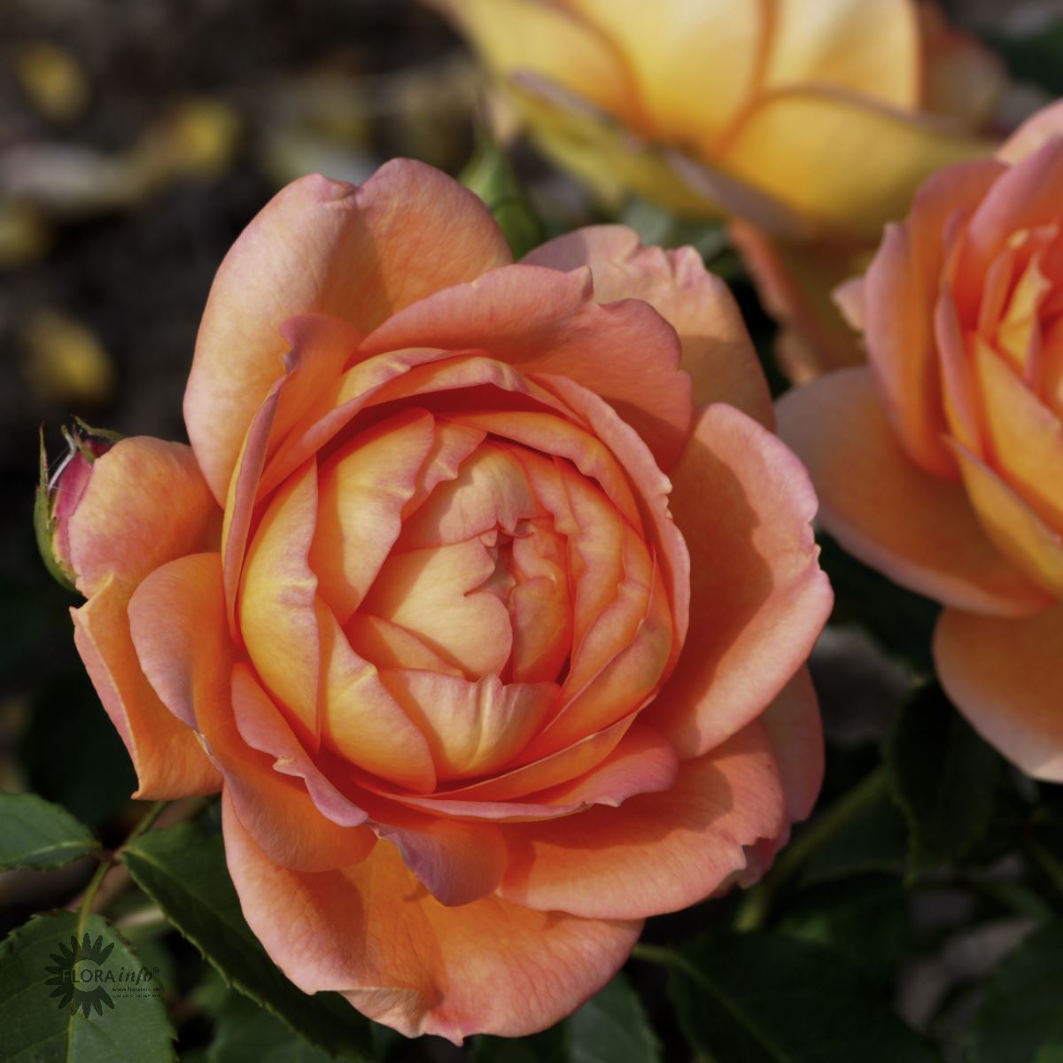 Lady Of Shalott - Gartnerhallen A/S