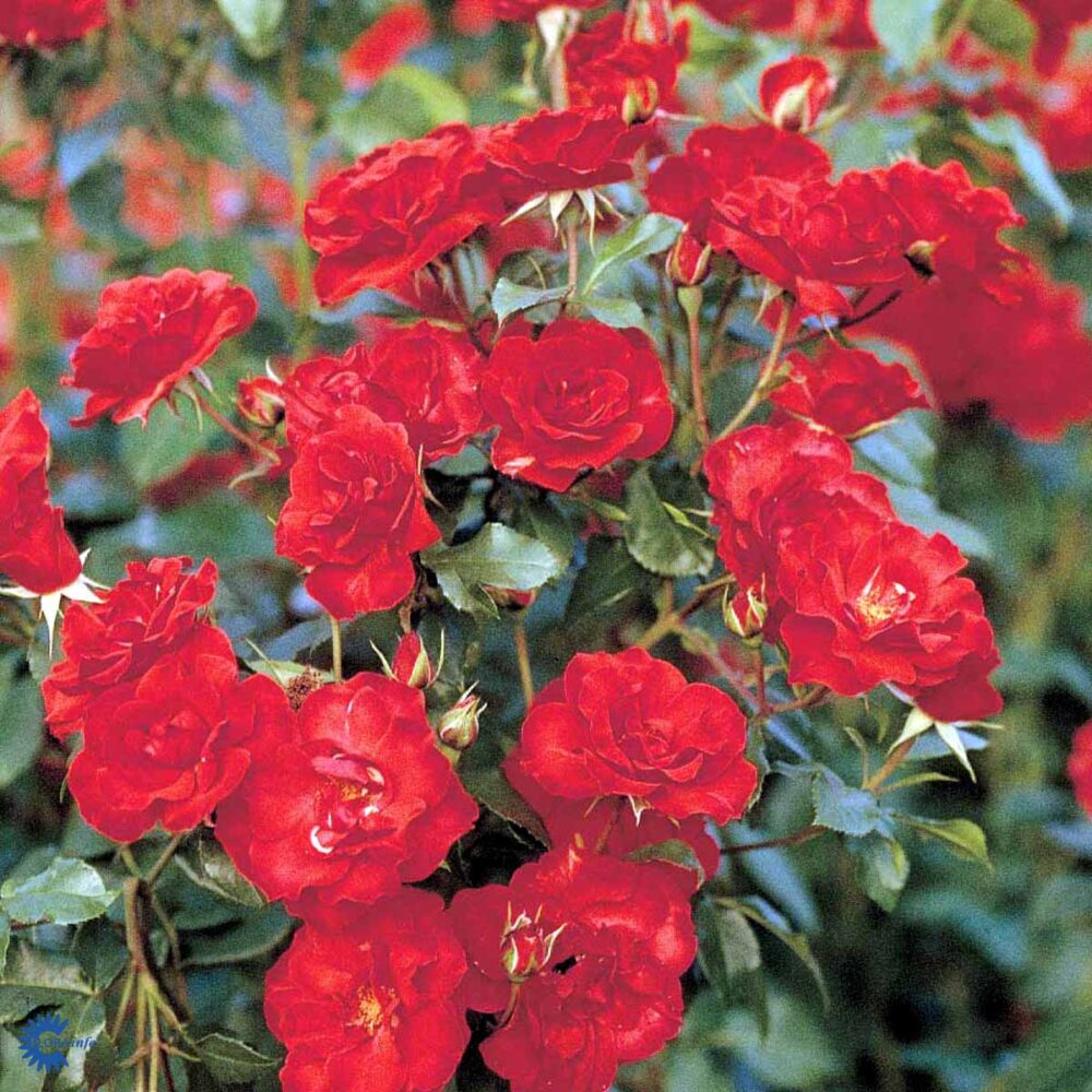 Buket rose La Sevillana - Gartnerhallen A/S