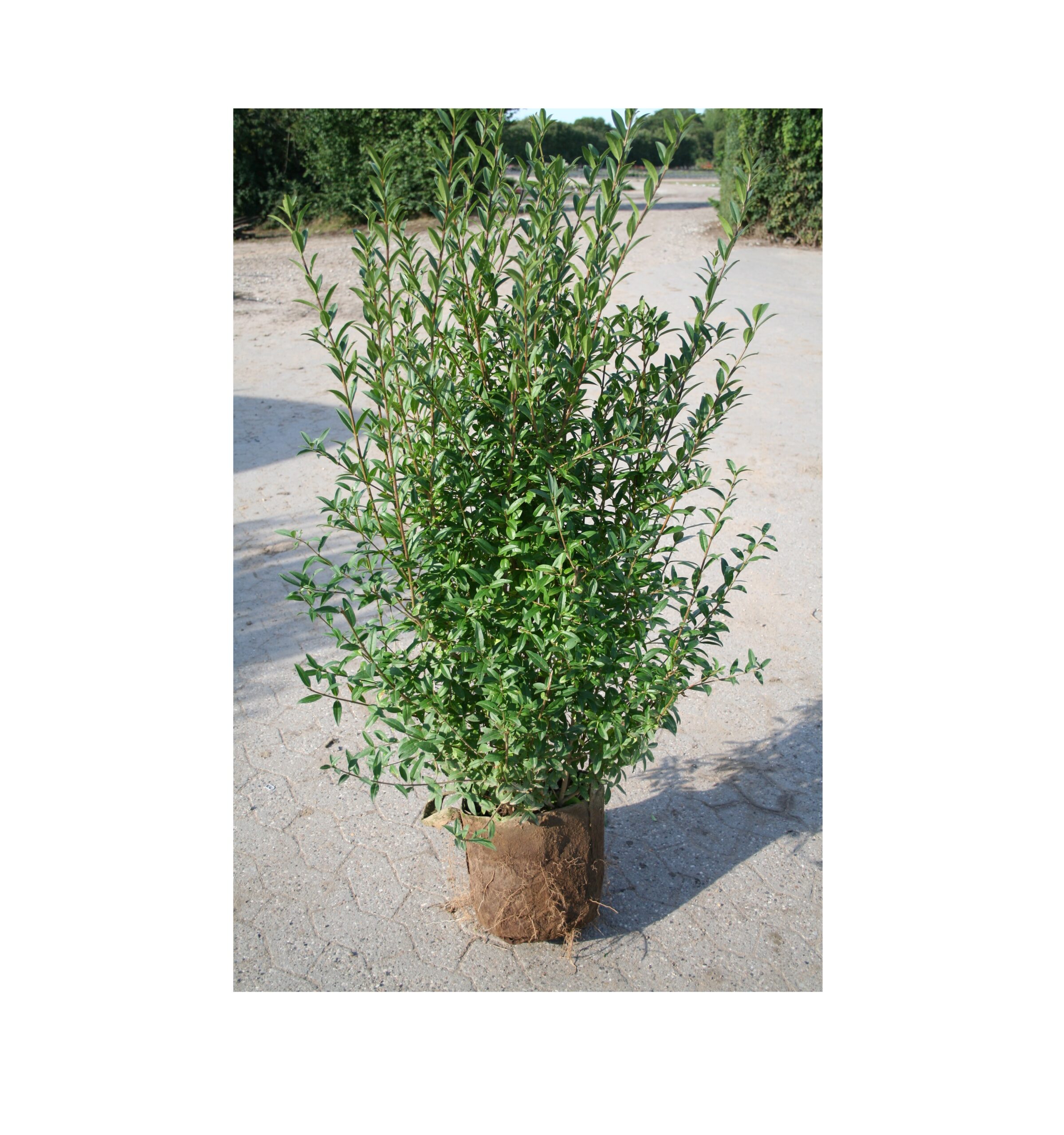 Liguster 'liga' - ‘Tjekhæk’ Færdig hæk str. 125-150 cm - Gartnerhallen A/S